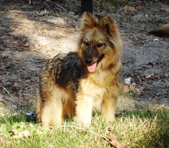 Are Garafian Shepherd Hypoallergenic