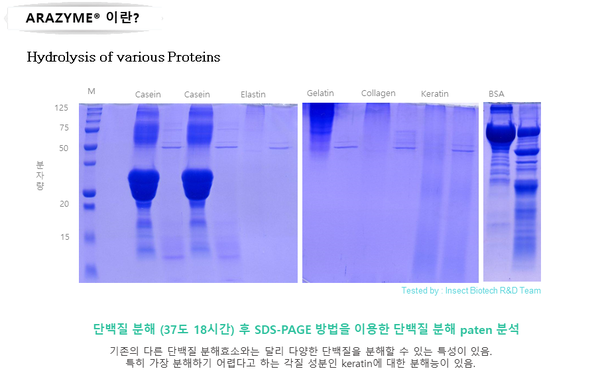아라자임 ? 과연 천연단백질분해효소라고도 불리우는 ARAZYME 너란 녀석은 무엇일까? 어떤 효능이 있을까요? 애봉언니가 직접 ...