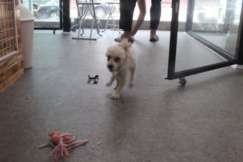 당진 강아지 호텔 / 애견호텔 멍냥살롱 준비물 /가격 : 네이버 블로그