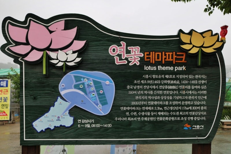 경기도 시흥 가볼만한곳연꽃테마파크 조망대 관곡지 네이버 블로그