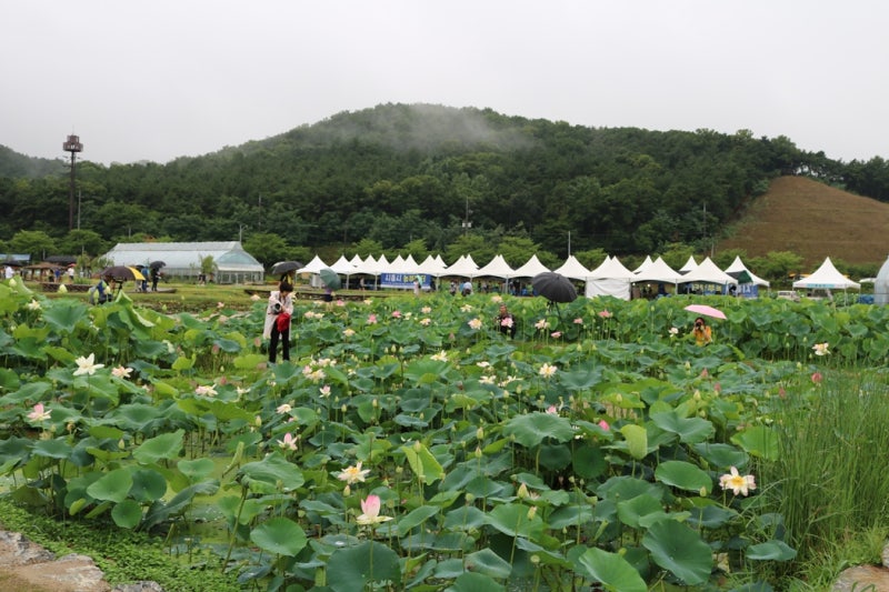 경기도 시흥 가볼만한곳연꽃테마파크 조망대 관곡지 네이버 블로그
