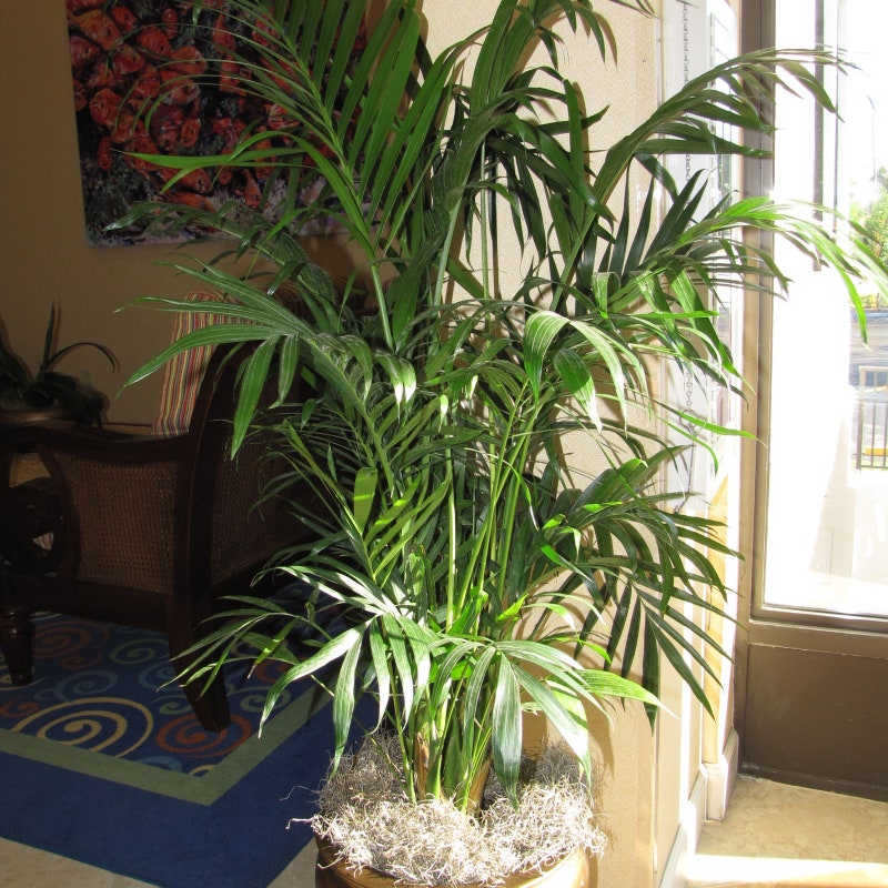 식물 이야기 ⑪ 아레카야자 키우는 방법 물주기 꽃말 종류 Areca Palm 네이버 블로그