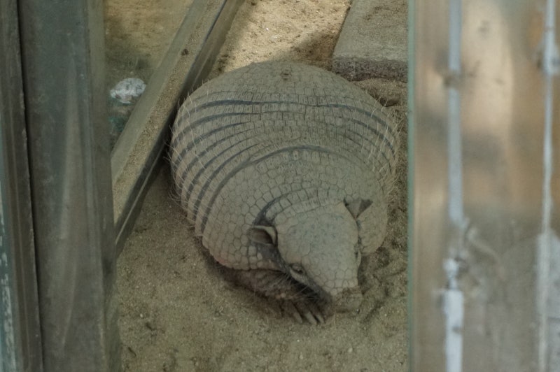 2019년 7월 29일 대전 오월드 주요 근황 : 네이버 블로그