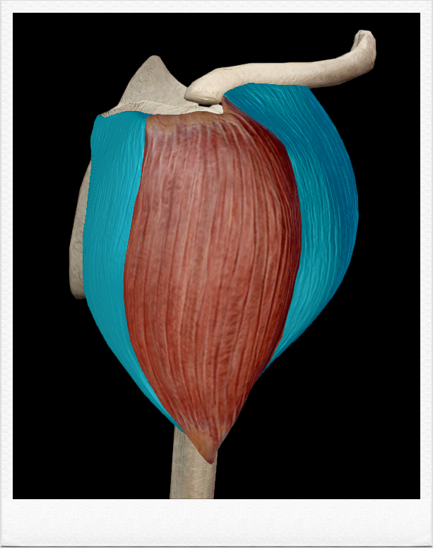 해부학 근육학 어깨근육shoulder Muscle 어깨세모근삼각근ㆍdeltoid 네이버 블로그
