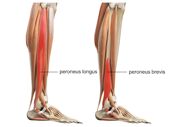 [구파발/연신내 재활운동] 족부 족관절 기능해부학(Foot & Ankle Functional Anatomy) 3 : 네이버 블로그