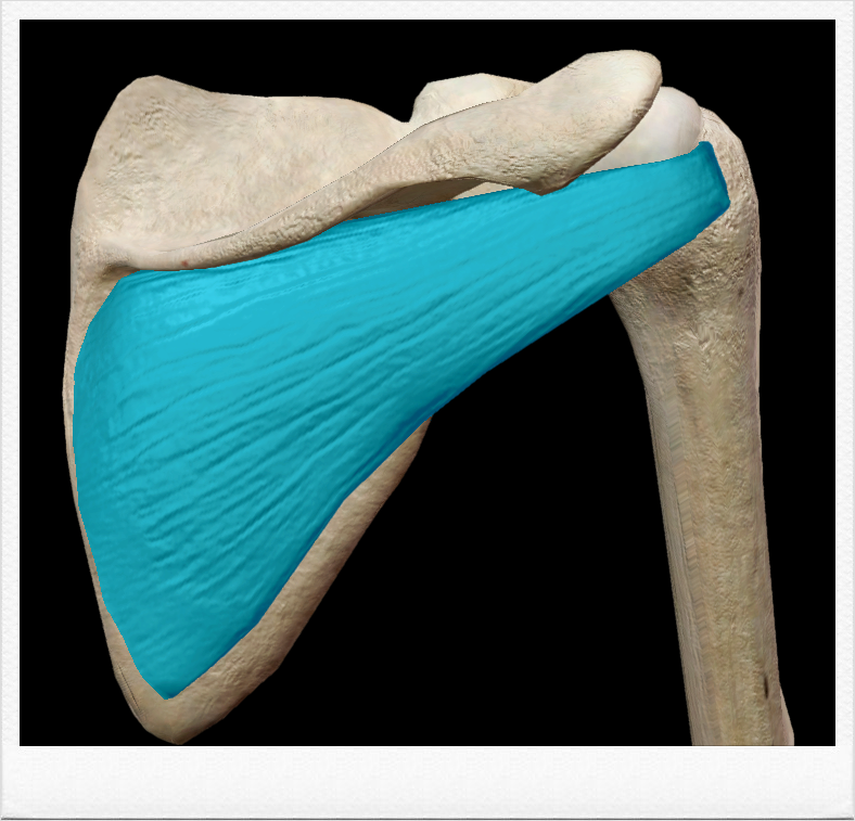 해부학 근육학 어깨근육shoulder Muscle 가시아래근극하근ㆍinfraspinatus 네이버 블로그