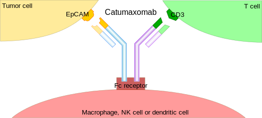 Bispecific monoclonal antibody(이중 특이성 항체)란? : 네이버 블로그