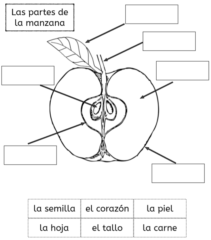 [스페인어 단어]Las partes de la manzana(사과의 부분명칭)/워크시트 포함 : 네이버 블로그