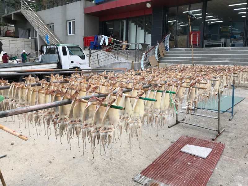 경북 울릉도 울릉도살기day102 포항여객선터미널 차량선적 금광해운 도동해안산책로 자연산활어회센터 도동식당