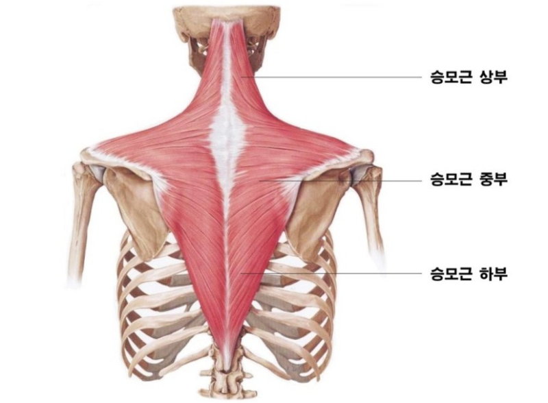 승모근 뭉침 통증 어깨 지압 알아봐요 네이버 블로그