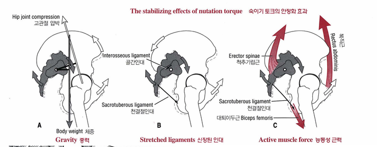 천장관절 기능해부학(nutation, counter-nutation) : 네이버 블로그