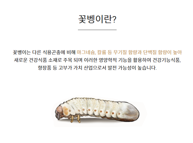 숙취해소제 추천 흰점박이꽃무지 꽃벵이 동의보감 기록 네이버 블로그