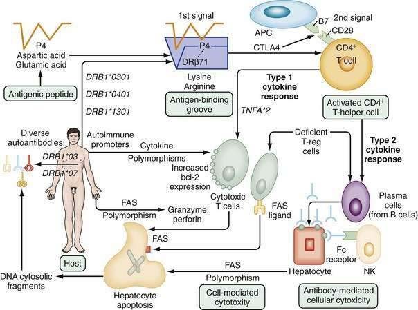 자가면역 간질환의 검사적 접근 : 네이버 블로그