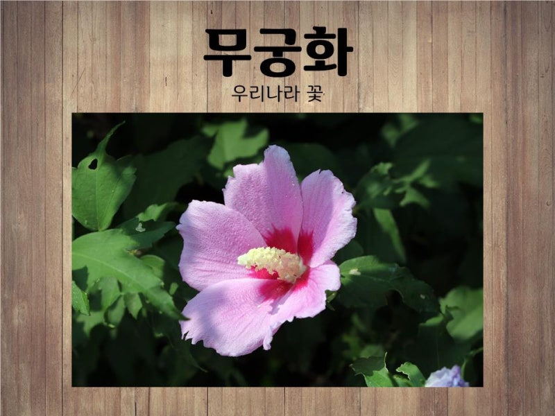 알짜닷컴 어린이집 수업 자료 다운로드 이야기 나누기 Ppt 파일 다운 국가 상징물 우리나라 태극기 무궁화