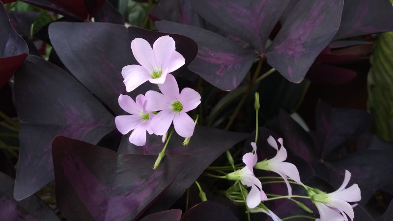 10만원대 스마트폰 LG X2 2019 스펙은? : 네이버 블로그