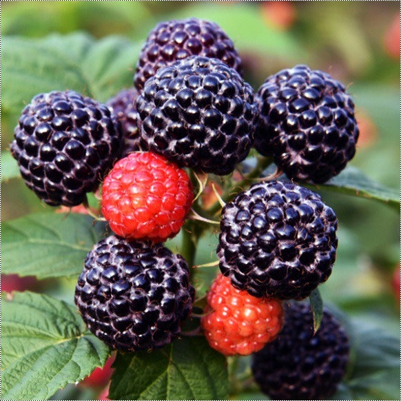 [화장품 성분 사전] 복분자 딸기열매 추출물 (Rubus Coreanus Fruit Extract) : 네이버 블로그