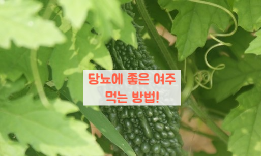 당뇨and고혈압에 좋은 여주 여주 먹는 법 여주 부작용 여주의 효능 네이버 블로그