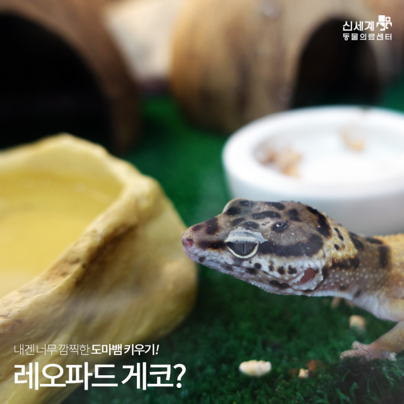 도마뱀종류 애완도마뱀 레오파드게코 키우기 총정리 네이버 블로그