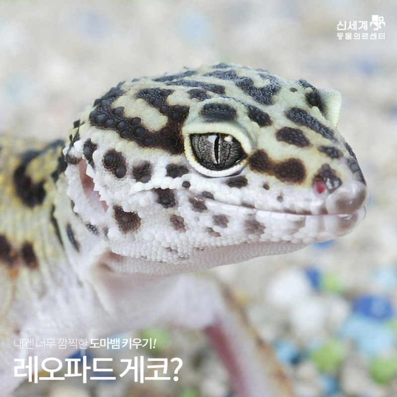 도마뱀종류 애완도마뱀 레오파드게코 키우기 총정리 네이버 블로그