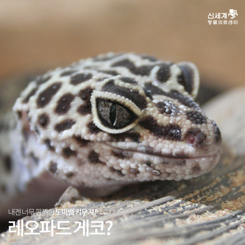 도마뱀종류 애완도마뱀 레오파드게코 키우기 총정리 네이버 블로그