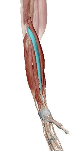 기능 해부학 7장 요약 - 손목과 손의 관절 The wrist and hand joints : 네이버 블로그