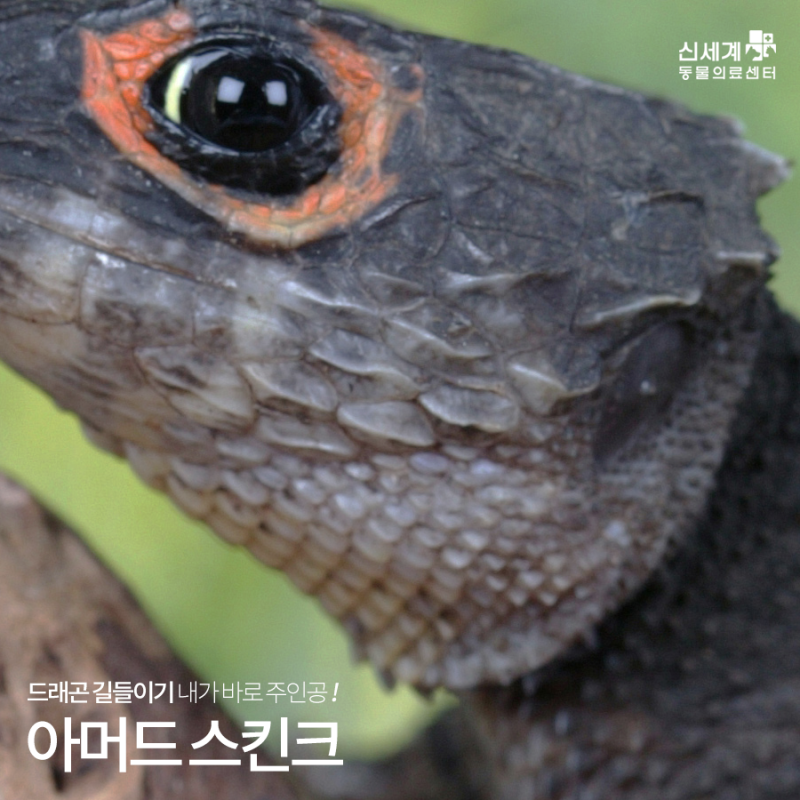 아머드스킨크 키우기 드래곤 길들이기의 모델이라구 네이버 블로그