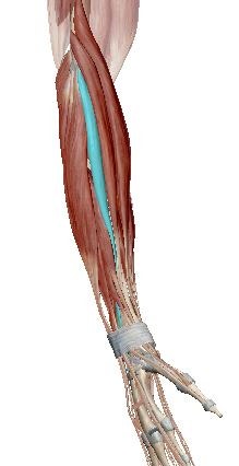 기능 해부학 7장 요약 - 손목과 손의 관절 The wrist and hand joints : 네이버 블로그