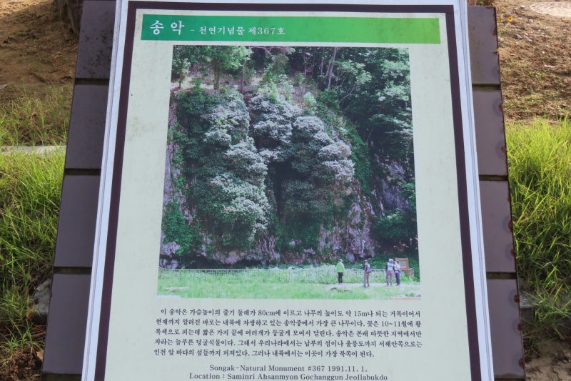 고창 삼인리 송악 천연기념물 제367호 선운사에서 만난 야생화 네이버 블로그
