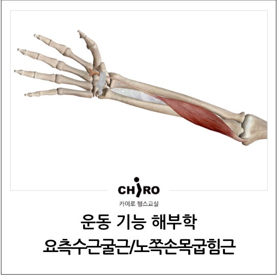요측수근굴근노쪽손목굽힘근flexor Carpi Radialis 기능 해부학 팔꿈치 통증 가동성 운동 네이버 블로그