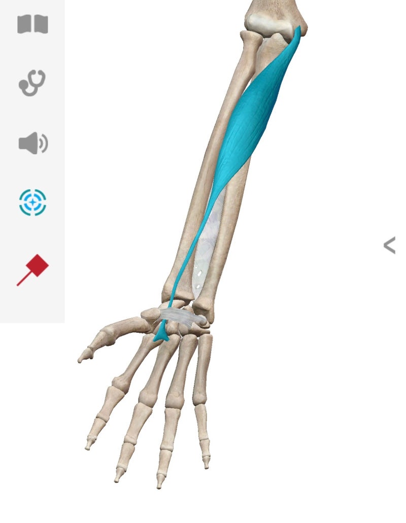 요측수근굴근노쪽손목굽힘근flexor Carpi Radialis 기능 해부학 팔꿈치 통증 가동성 운동 네이버 블로그