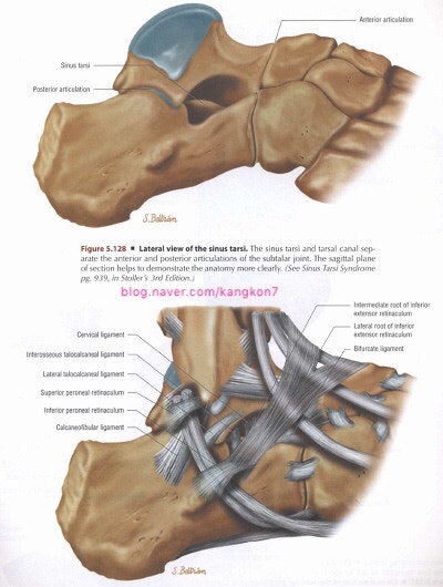 [발 해부학, 족부의학] peroneal tubercle, tarsal canal, sustentaculum tali ...