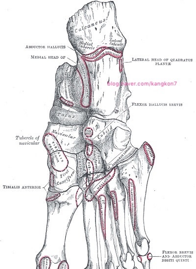 [발 해부학, 족부의학] peroneal tubercle, tarsal canal, sustentaculum tali ...