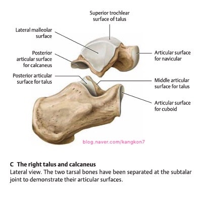 [발 해부학, 족부의학] peroneal tubercle, tarsal canal, sustentaculum tali ...