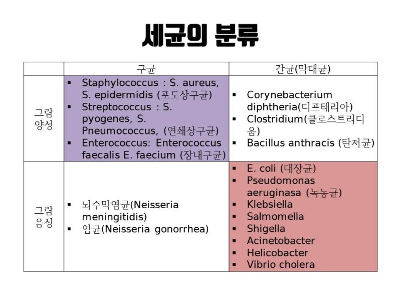 신규간호사가 꼭알아야할 미생물 그람양성그람음성혐기성호성균을 알아야죠 병원에서 자주보는 세균들~ 네이버 블로그