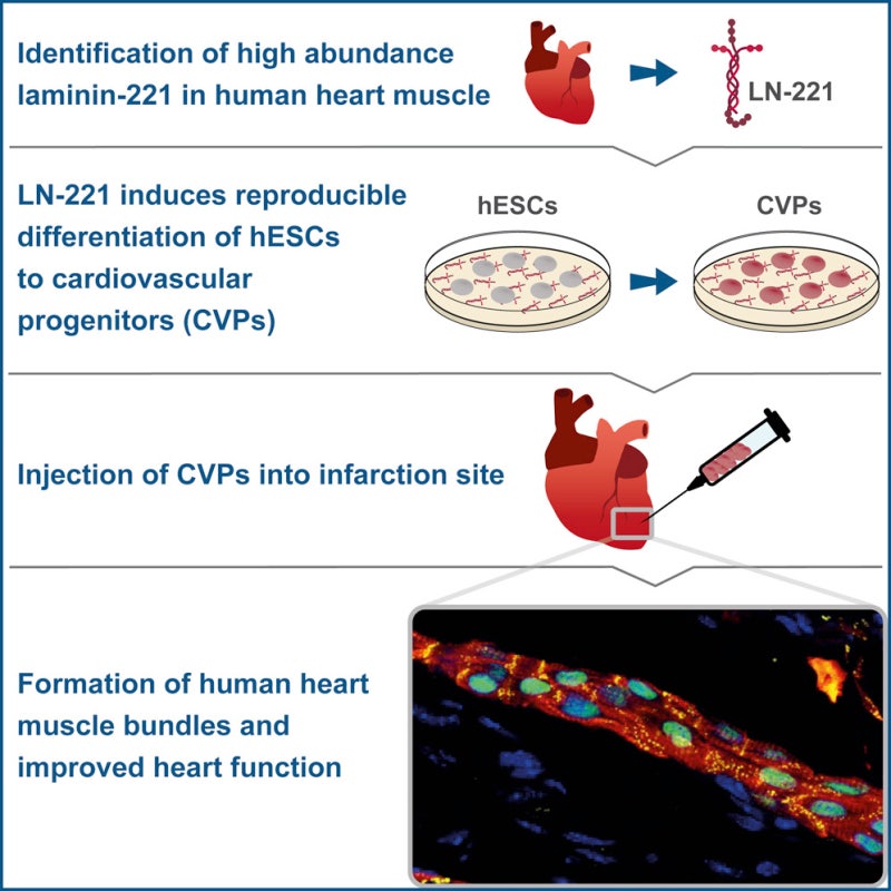 [Biolamina] Human Recombinant Laminin : 네이버 블로그