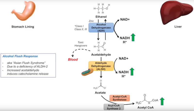 알코올(술)의 대사 과정, 술에 관한 흔한 질문, 술을 자주 마시면 주량이 늘어날까? : 네이버 블로그