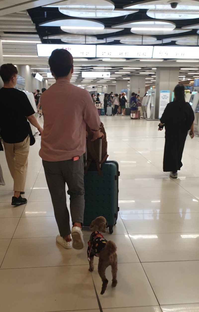강아지랑 제주도 여행 가기 1탄 제주도 애견 동반 강아지 비행기 타기 아시아나 비행기 애견동반 네이버 블로그