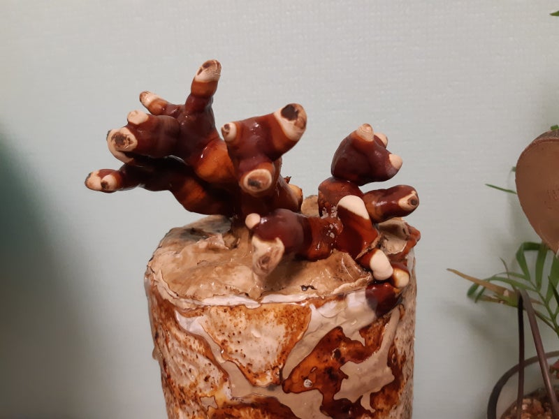 영지버섯 보다 훨씬 더 좋다는 녹각영지버섯 집에서 키우기 키우는 방법 쉽고 간단해요 네이버 블로그