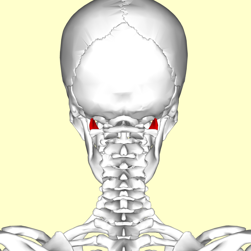 근육/목 부위(Neck) : 네이버 블로그
