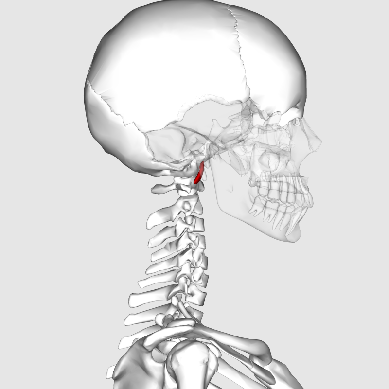 근육/목 부위(Neck) : 네이버 블로그
