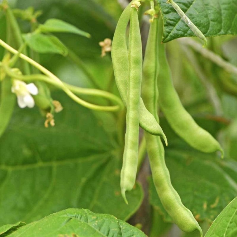 흰 강낭콩 추출물 화이트 키드니 빈 효능 부작용 권장량 제품 순위 네이버 블로그