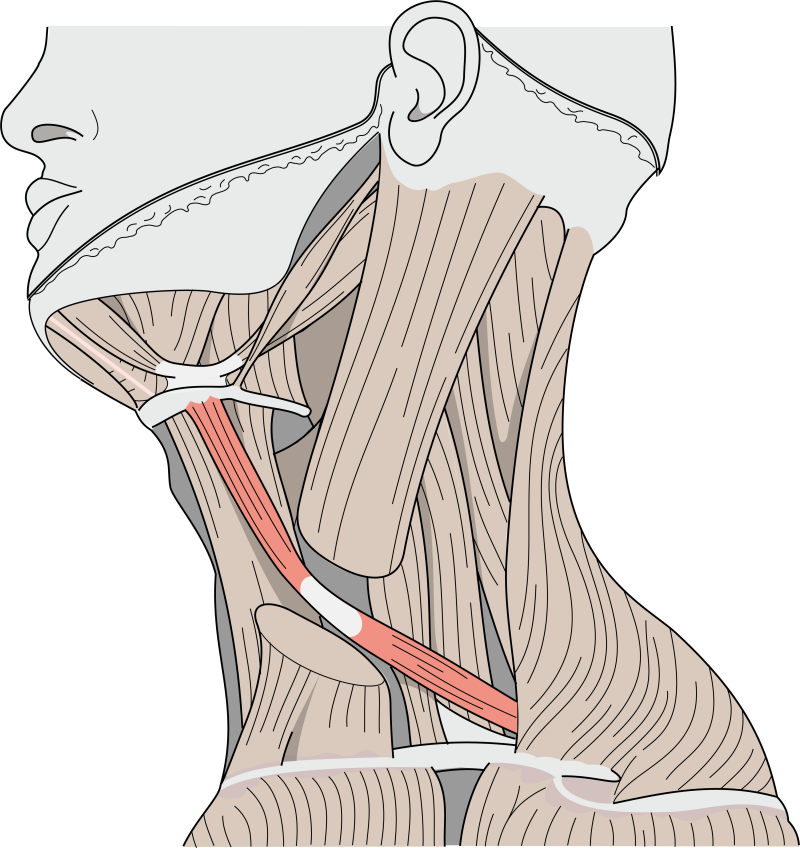 근육/목 부위(Neck) : 네이버 블로그