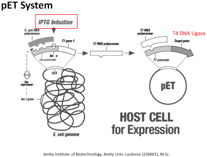 [대학교 생화학실험] IPTG 유도(IPTG induction, Protein induction)/SDS-PAGE/쿠마씨 블루 ...
