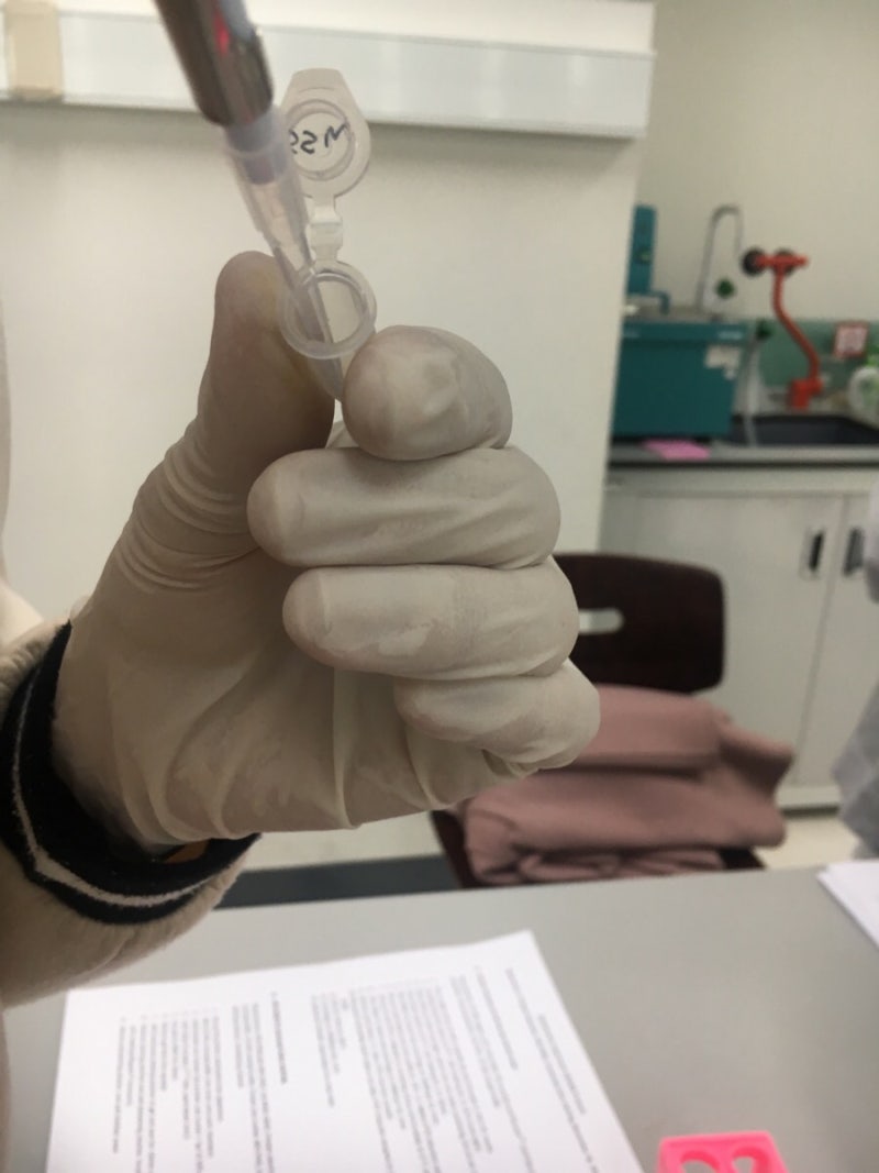 [대학교 생화학실험] IPTG 유도(IPTG induction, Protein induction)/SDS-PAGE/쿠마씨 블루 ...