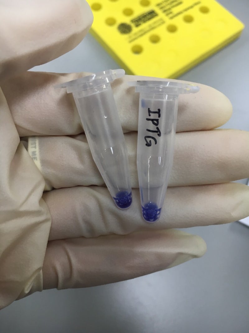 [대학교 생화학실험] IPTG 유도(IPTG induction, Protein induction)/SDS-PAGE/쿠마씨 블루 ...