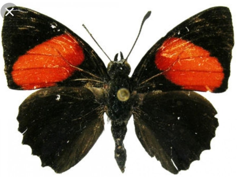 🦋 genus Callicore (eighty-eights) : 네이버 블로그