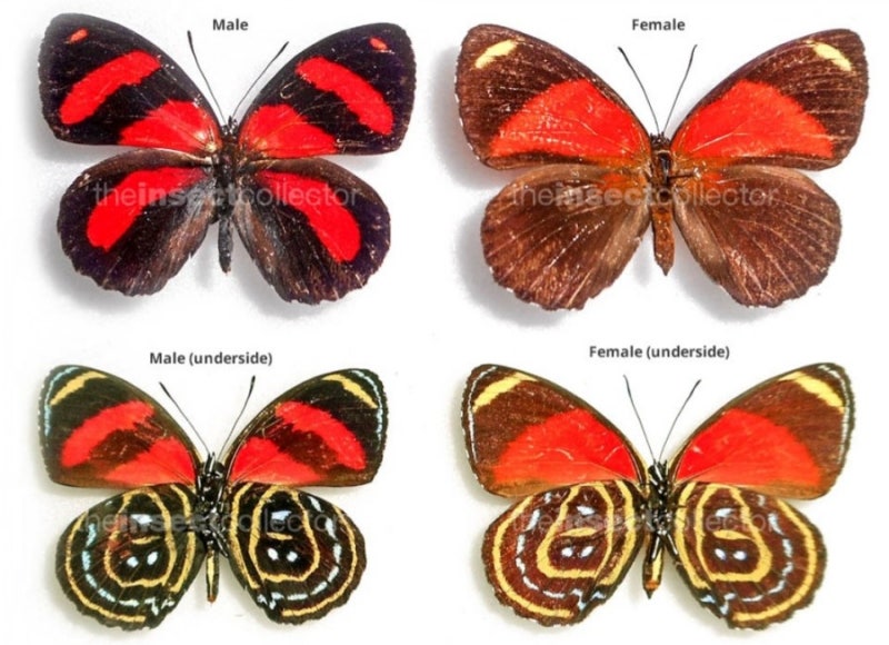 🦋 genus Callicore (eighty-eights) : 네이버 블로그