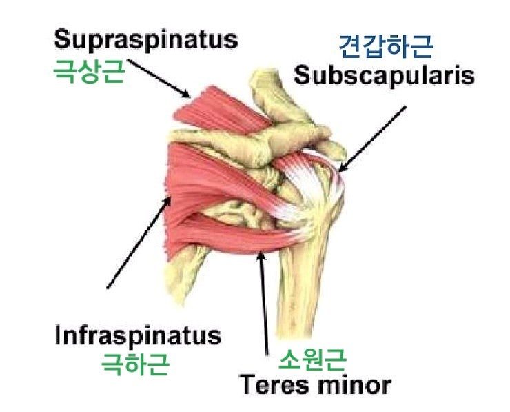 견갑하근subscapularis해부학 어깨밑근 어깨 회전근개 스트레칭 운동법 견갑골통증 손목통증 네이버 블로그