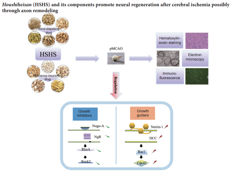 [뇌졸중/한약] 허혈성 뇌손상 후 후씨흑산(侯氏黑散)의 회복 촉진효과: Nogo-A/RhoA/Rock2 및 Netrin-1 ...