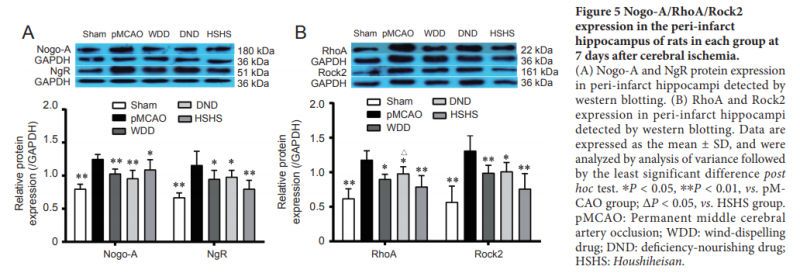 [뇌졸중/한약] 허혈성 뇌손상 후 후씨흑산(侯氏黑散)의 회복 촉진효과: Nogo-A/RhoA/Rock2 및 Netrin-1 ...